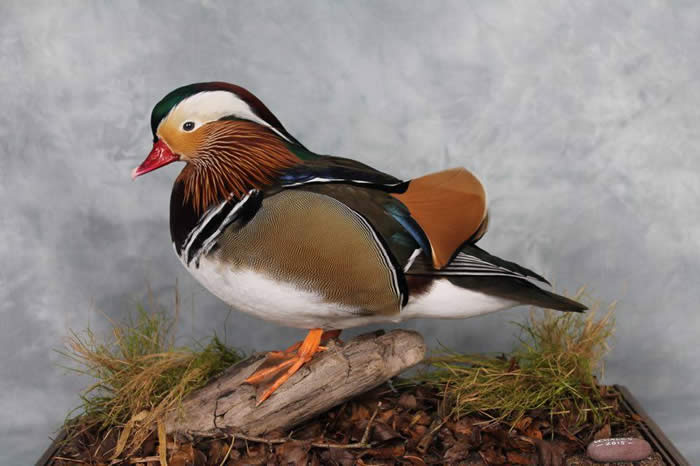 Mounted Birds Archives - William Hales Taxidermist